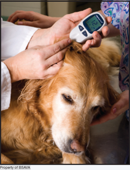 Study compares the accuracy and usefulness of vet-calibrated portable ...
